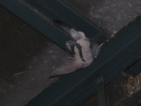About – Boya Bird Proof